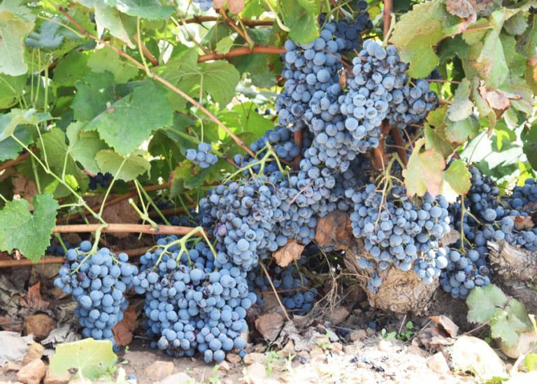 Nuestra Uva - Bodega Santa Cruz de Alpera